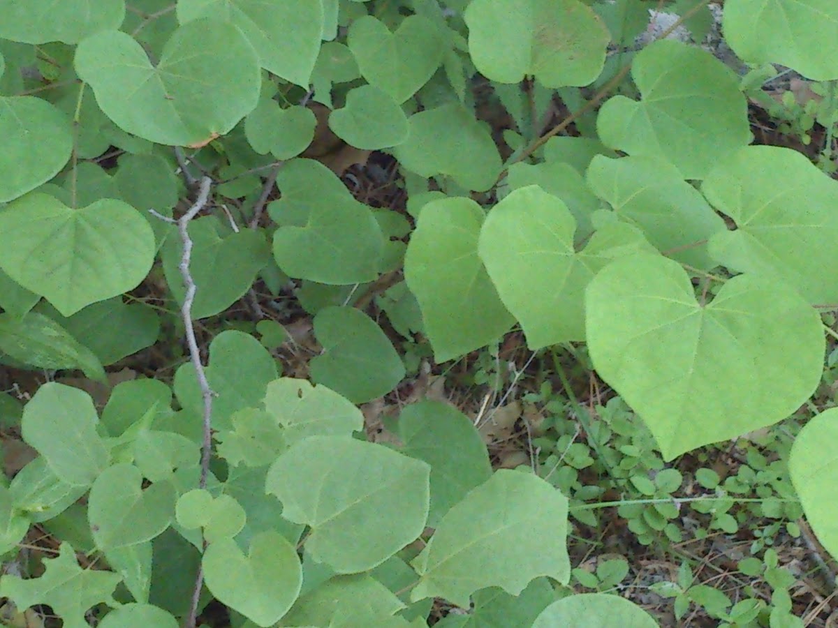 Eastern Red Bud | Project Noah