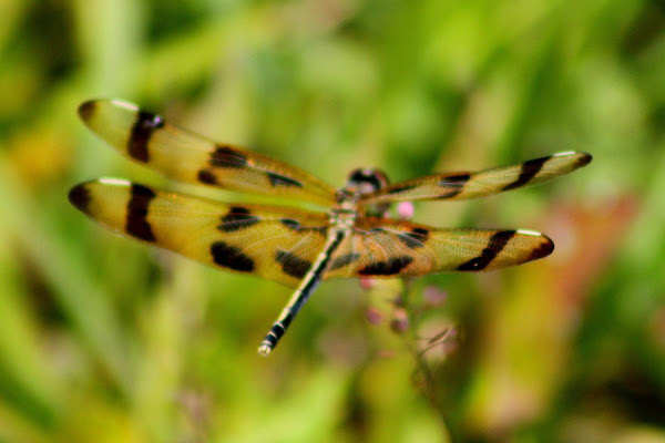 Halloween Pennant Dragonfly | Project Noah