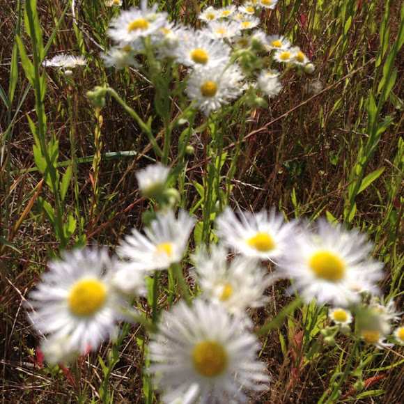 Daisy fleabane | Project Noah