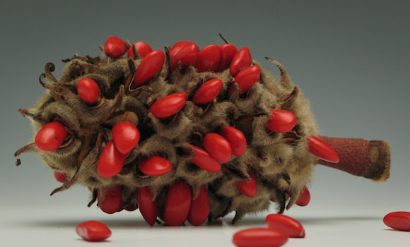 Magnolia Tree (cone) | Project Noah