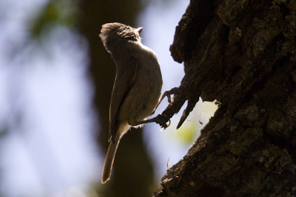 Oak Titmouse | Project Noah
