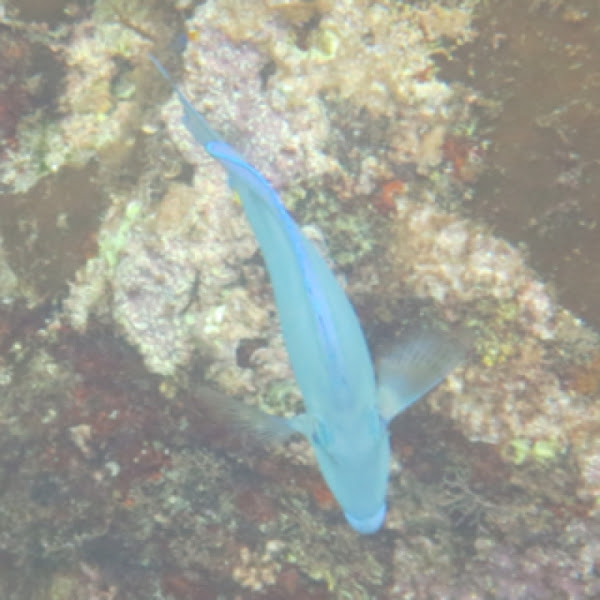 Blue Tang | Project Noah