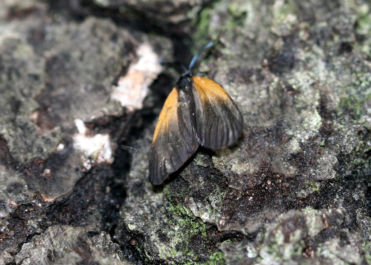Orange-patched Smoky Moth | Project Noah