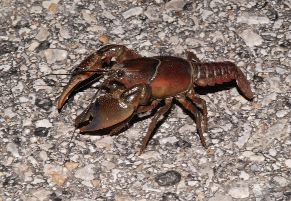 Prairie crayfish | Project Noah
