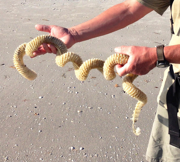 Lightning Whelk Egg Case | Project Noah