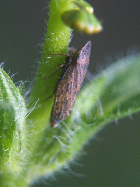 Leafhopper | Project Noah