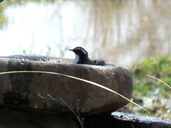 White-Throated Robin | Project Noah