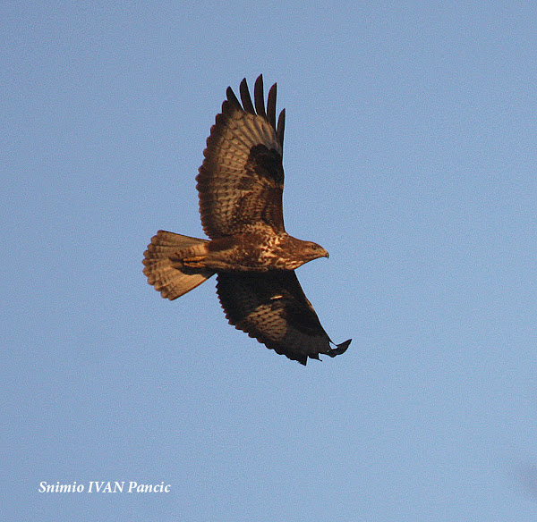 Common buzzard | Project Noah