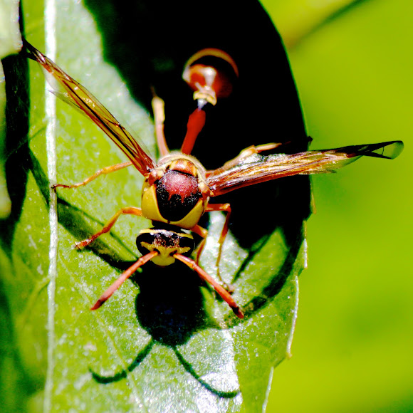 Yellow & Black Potter wasp | Project Noah