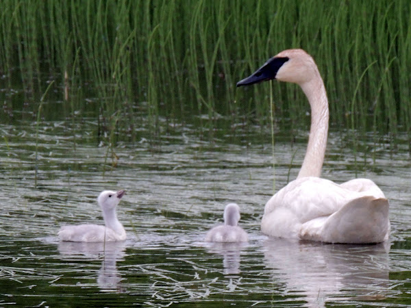 Trumpeter Swan (cygnet) | Project Noah