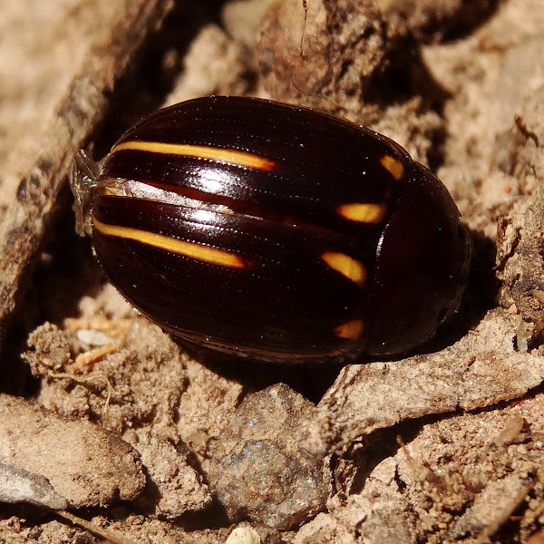 Paropsisterna lineata | Project Noah