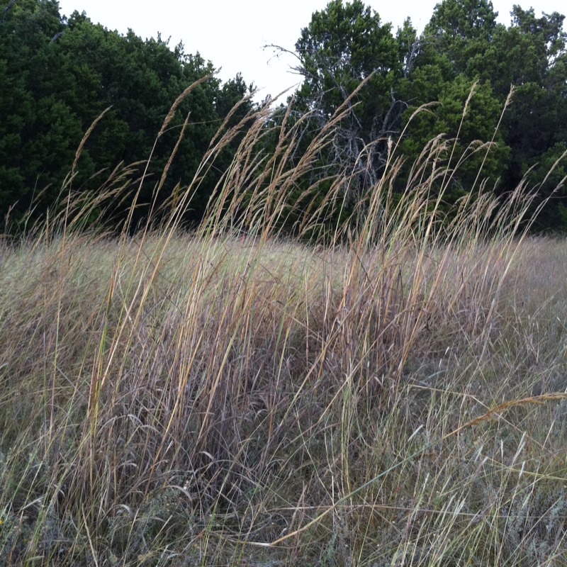 Indian grass | Project Noah