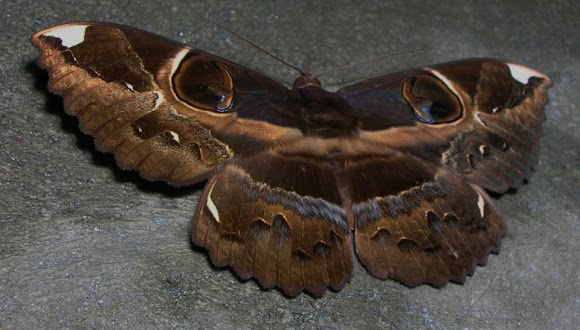 Erebus Moth | Project Noah