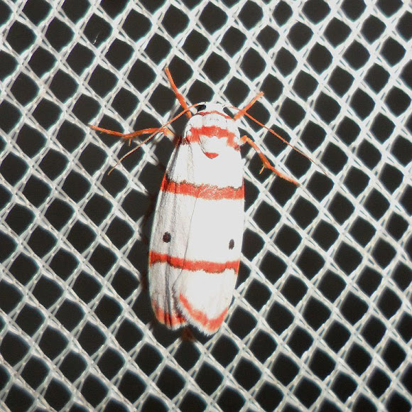 Red-striped Tiger Moth | Project Noah