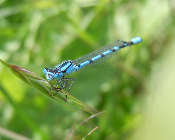 Damselfly | Project Noah