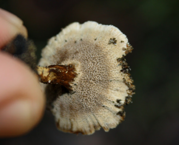 Ischnoderma benzoinum | Project Noah