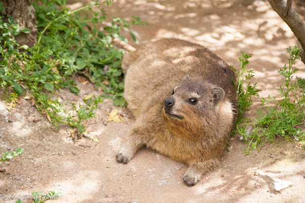 Rock hyrax | Project Noah