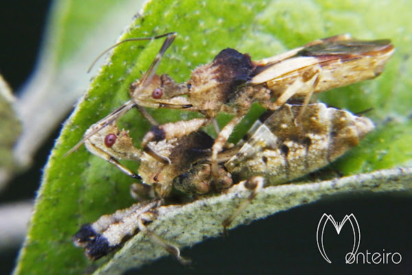 Thread legged assassin bugs mating | Project Noah