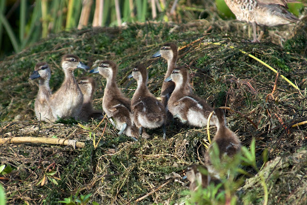 Silver Teal chicks | Project Noah