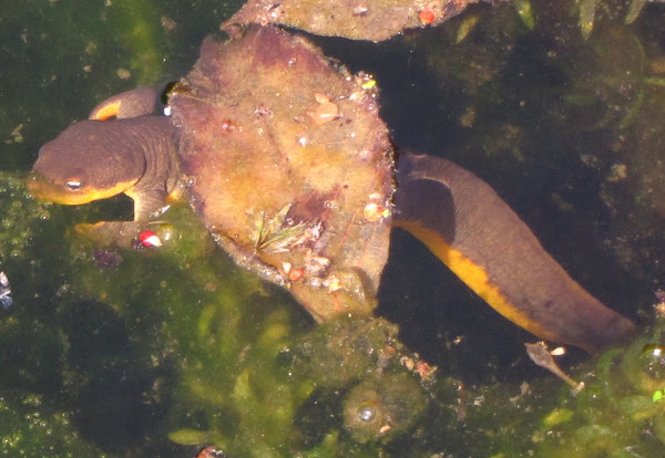 California Newts | Project Noah