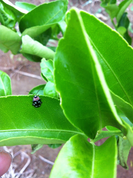 Eight-spotted Flea Beetle | Project Noah
