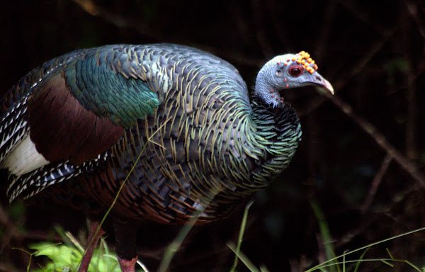 Pavo ocelado, ocellated turkey | Project Noah