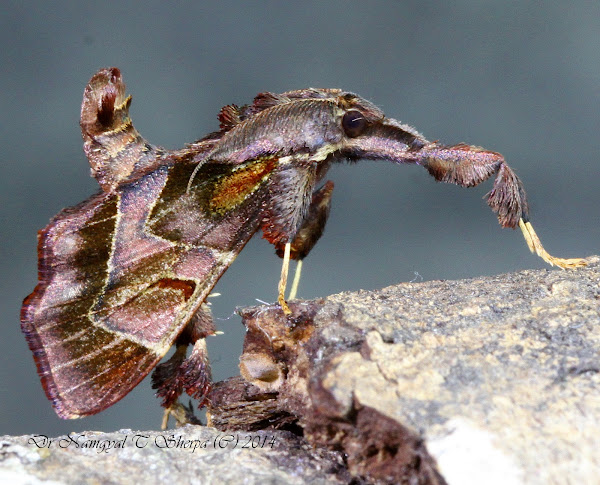 Pyralid Snout Moth | Project Noah