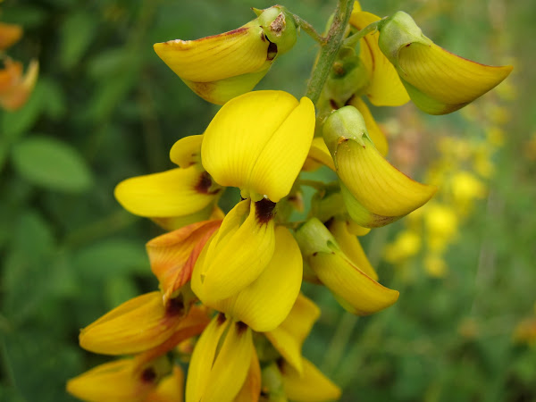 Fuzzy Rattle Pod | Project Noah