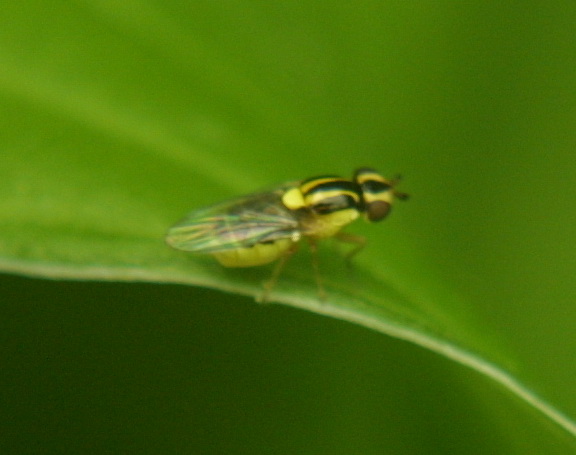 Grass Fly | Project Noah