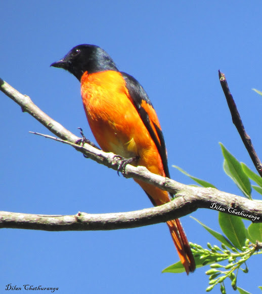 Orange Minivet(Male) | Project Noah