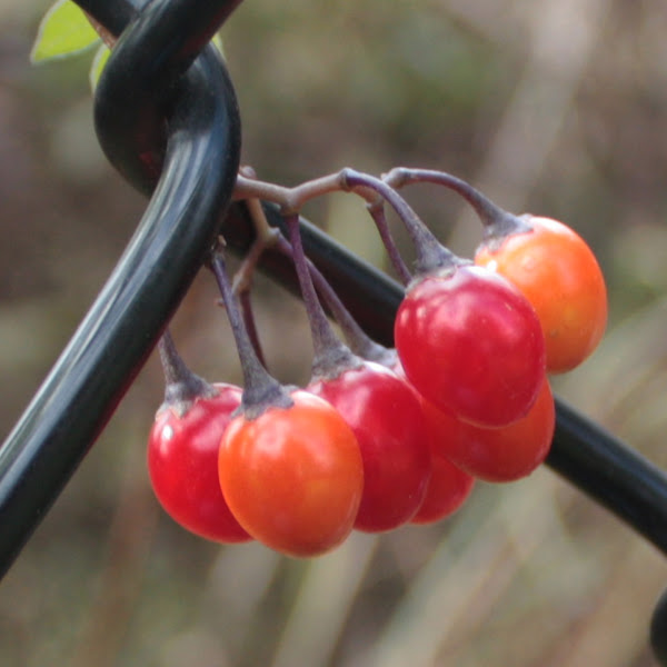 Climbing nightshade | Project Noah