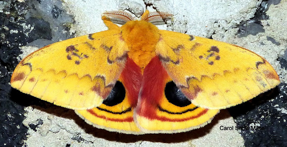 Io Moth (male) | Project Noah
