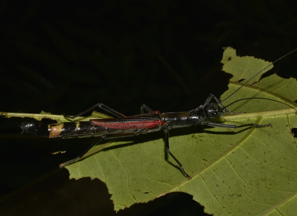 Black-and-Red Stick Insect, Phasmid | Project Noah