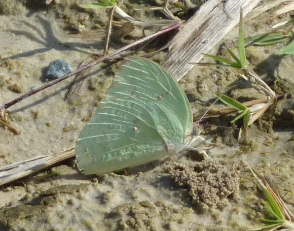 Mottled Immigrant Butterfly | Project Noah