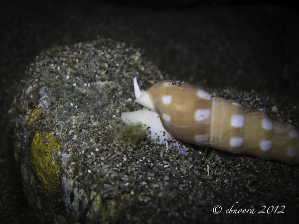 Eyed Auger Snail, Spotted Auger, White-spotted Auger | Project Noah