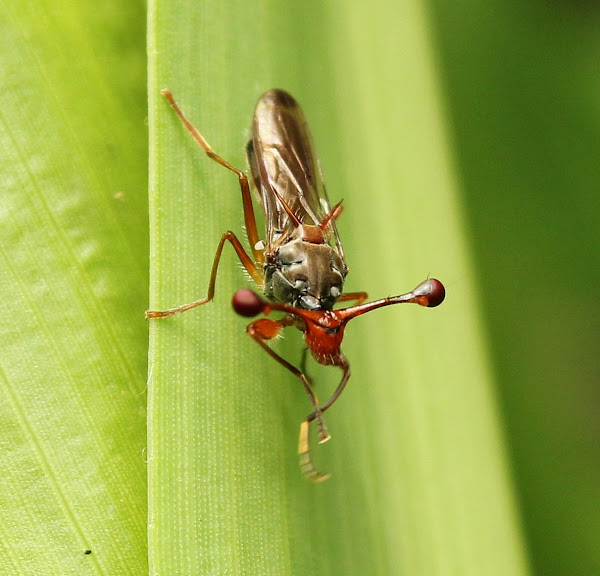 Hammer-head fly / stalk-eyed fly | Project Noah