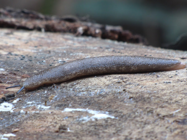 Gray Garden Slug | Project Noah