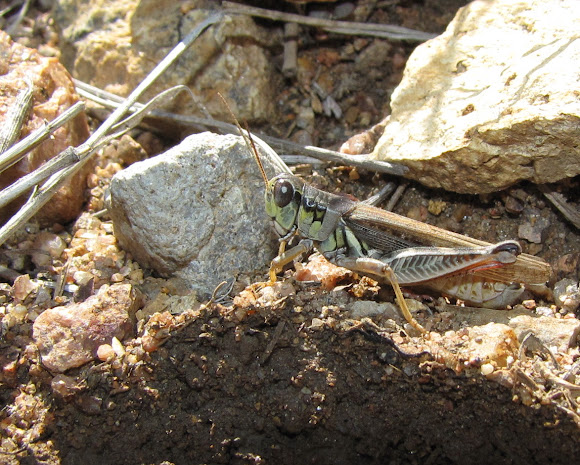 Migratory Grasshopper | Project Noah