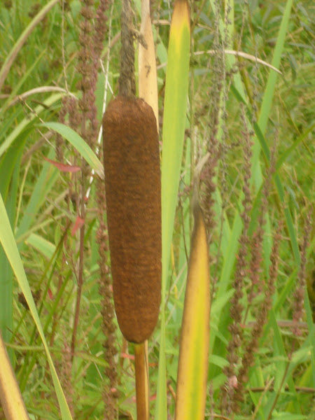 genus typha | Project Noah