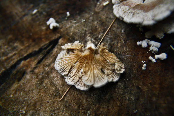 Split Gill Fungus | Project Noah