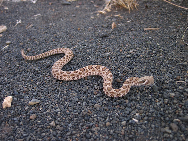 Prairie Rattler | Project Noah