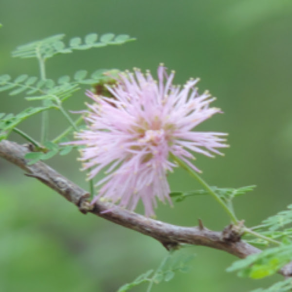 Fragrant Mimosa | Project Noah