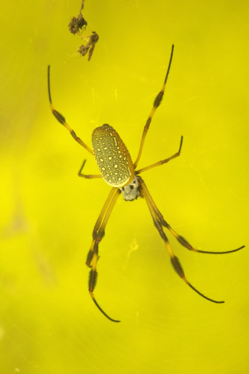 Araña seda de oro, Golden orb web spider | Project Noah