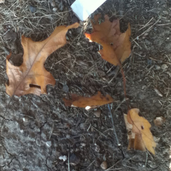 Red oak | Project Noah