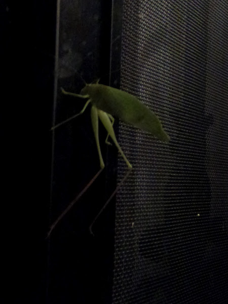 Gum Leaf Katydid | Project Noah