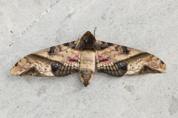 Sphinx Moth | Project Noah
