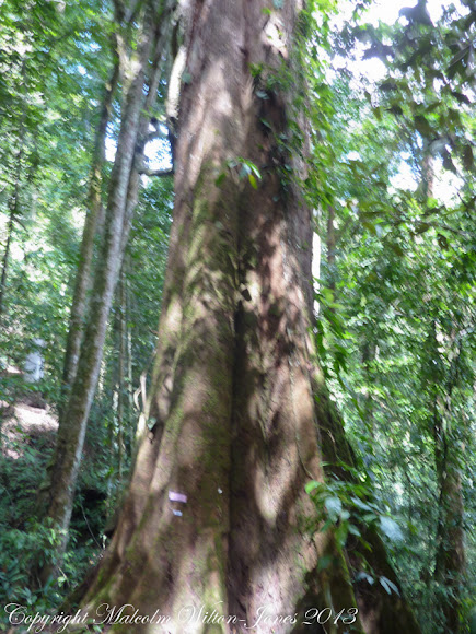 Dark Red Meranti | Project Noah