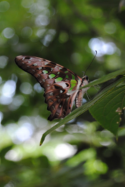Tailed Jay（统帅青凤蝶） | Project Noah