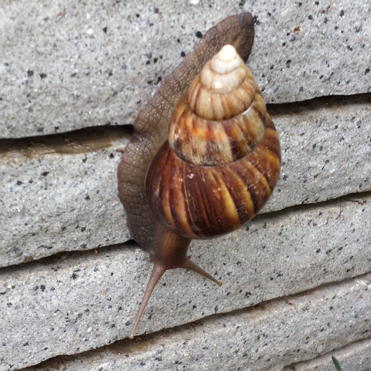 East African Land Snail | Project Noah