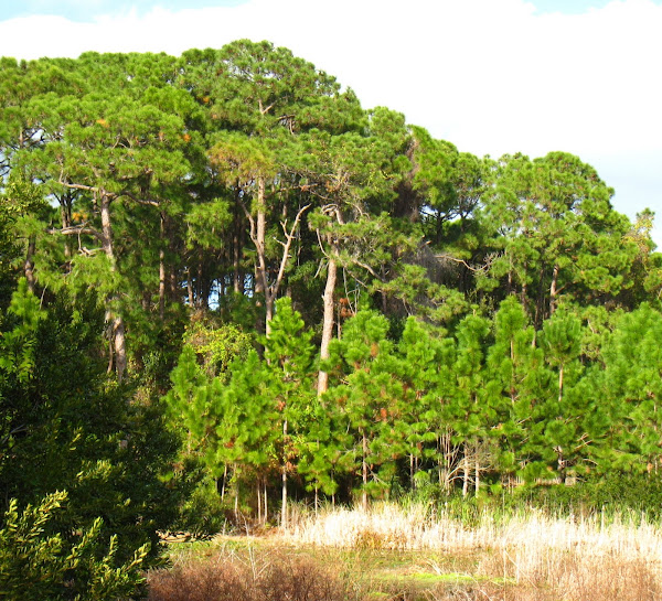 Slash Pine | Project Noah